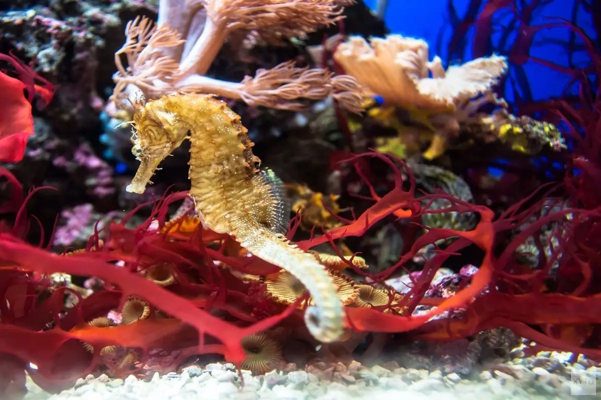 Het monumentale Aquarium van ARTIS heropent