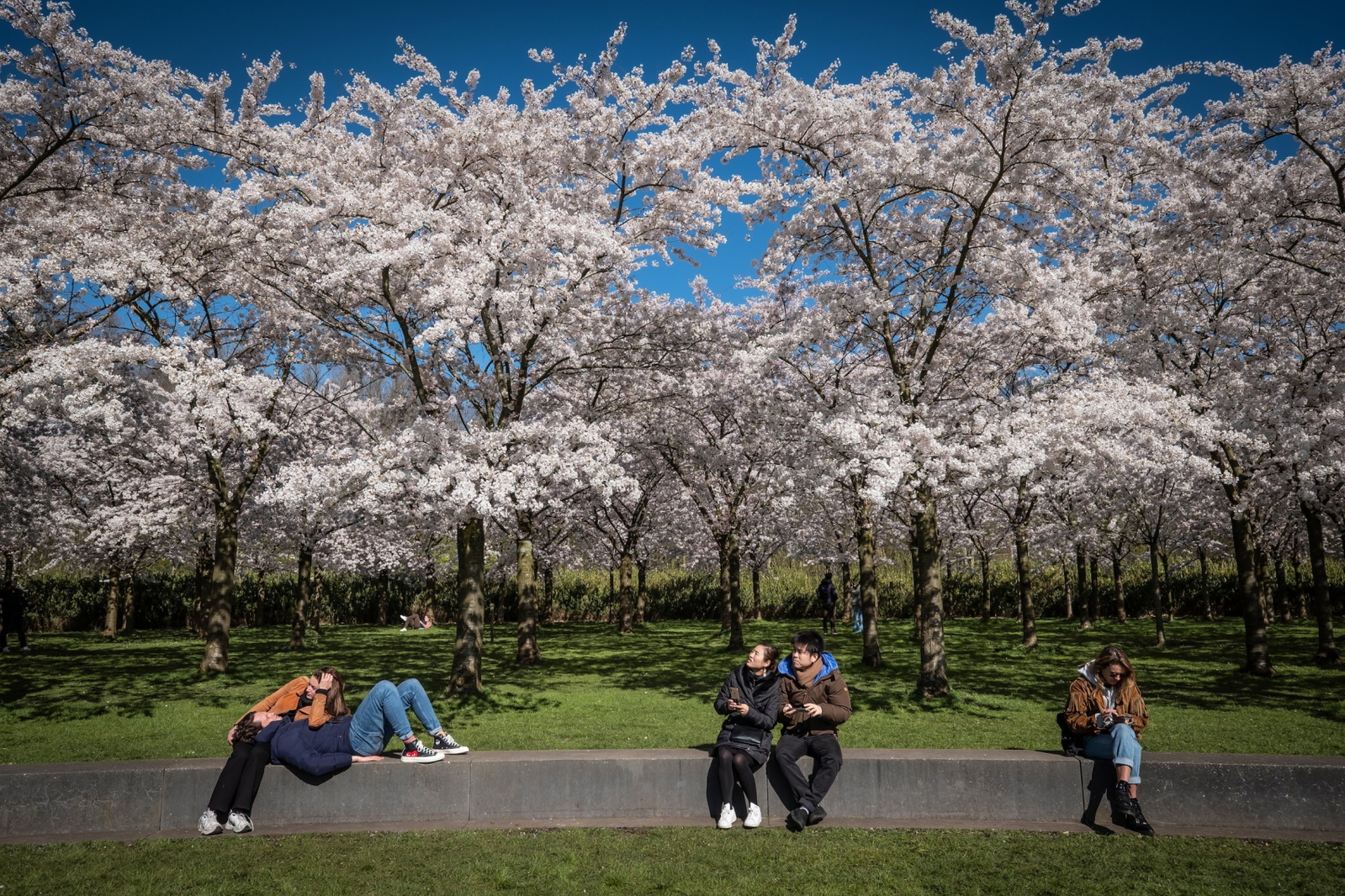 Blossom park: cherry blossom hiking in the Amsterdam Forest